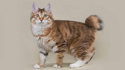 Kucing Ekor Bundel Jepang